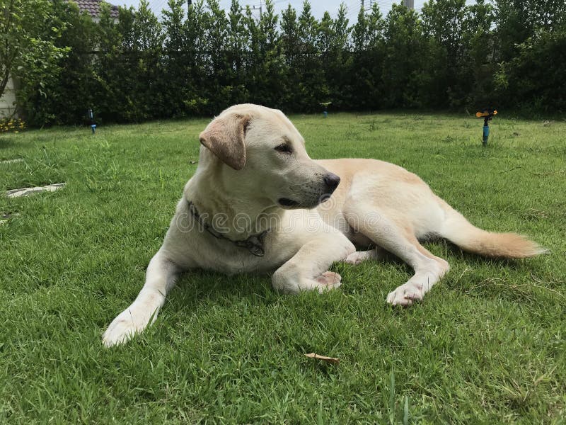 Relaxing Dog stock image. Image of relax, time, pets - 167701099