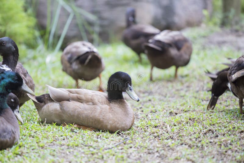 Relaxing duck on the grass stock photo. Image of sleeping - 63598720