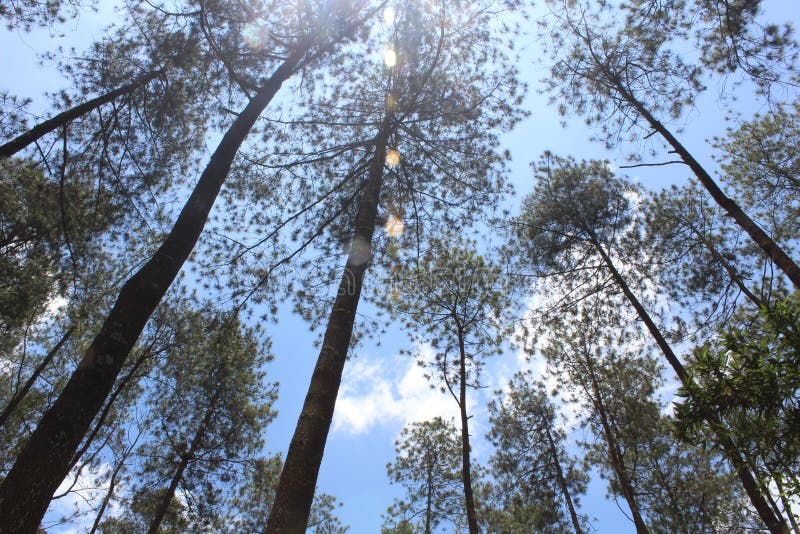 Forest vibe stock photo. Image of texture, vibe, tree - 159615466