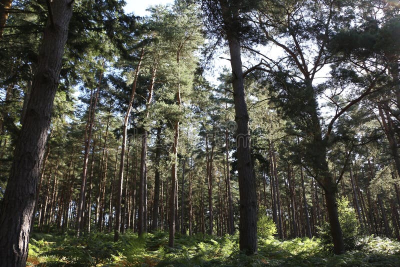 Relaxing Forest Walk Under the Beautiful British Summer Sun Stock Image ...