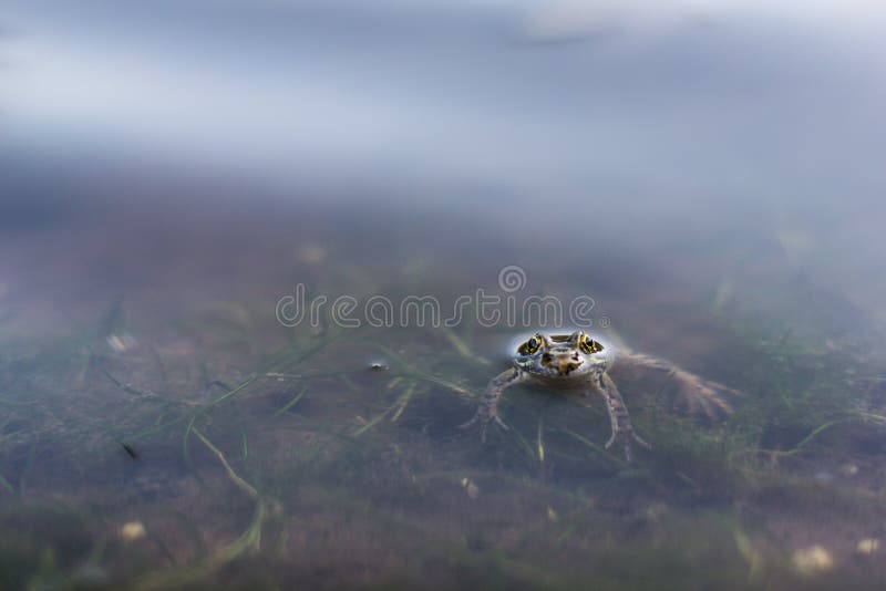 Relaxing Frog stock image. Image of amphibian, animal - 33071629