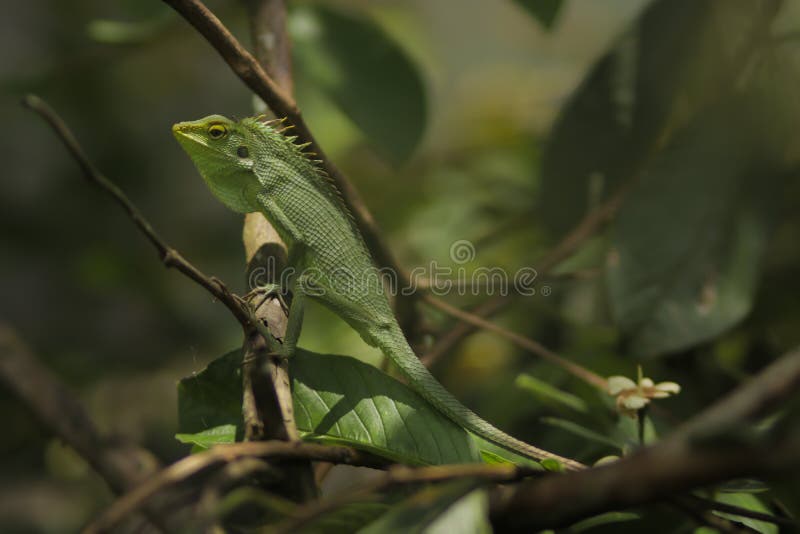 Relaxing Garden Lizard Sunbathing on Tree Branches in the Backyard ...