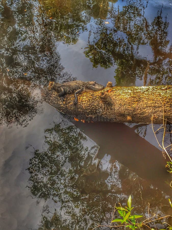 Relaxing gator stock photo. Image of alligator, sleepy - 147503166