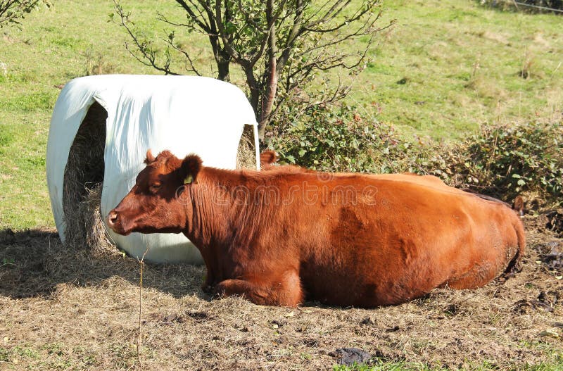 Relaxing ginger cow stock image. Image of tired, sleepy - 129012847