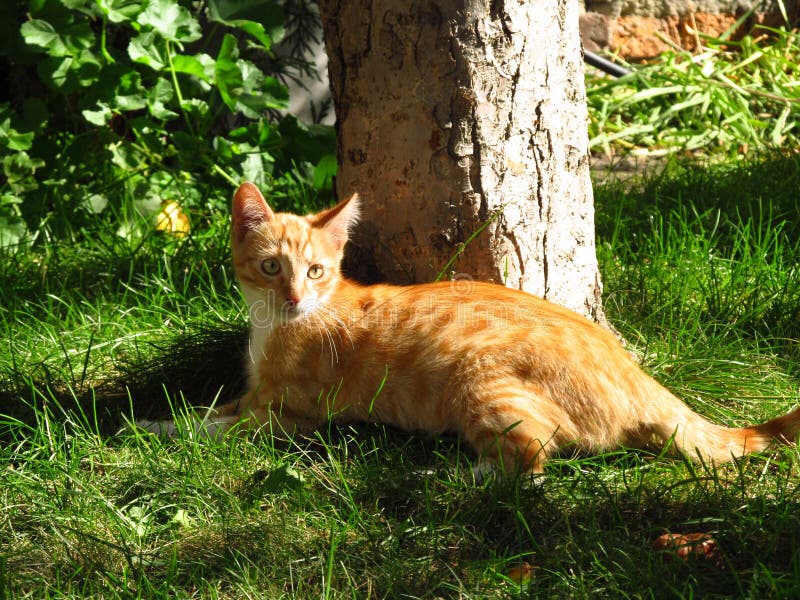 Relaxing ginger kitten stock photo. Image of rest, relaxation - 59948346