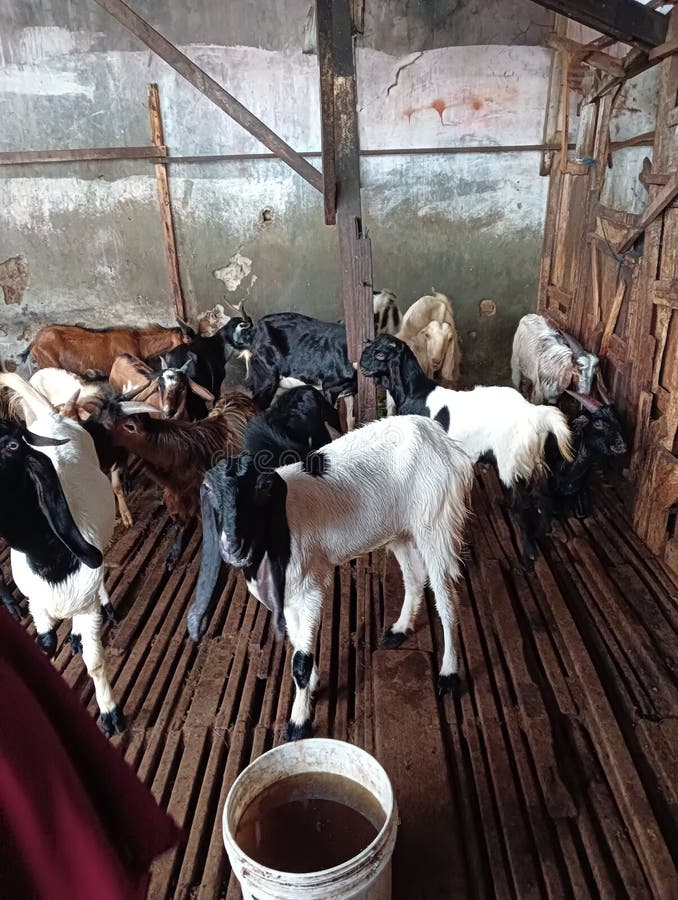 Relaxing goat at the cage stock photo. Image of cage - 263596954