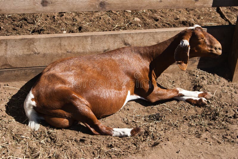 Relaxing goat sunbathing stock image. Image of relaxing - 15301215
