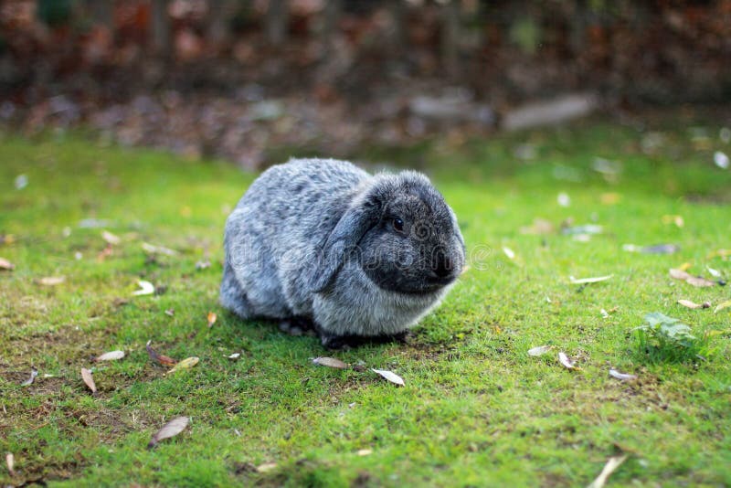 Relaxing Grey Rabbit in Grass Stock Photo - Image of eastern, relaxing ...