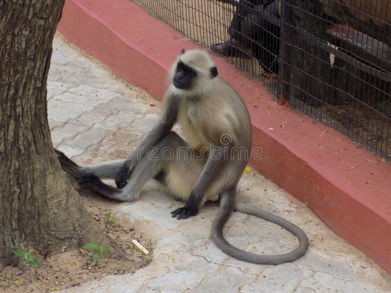 Cute Langoor stock image. Image of langoor, relaxing - 110556445