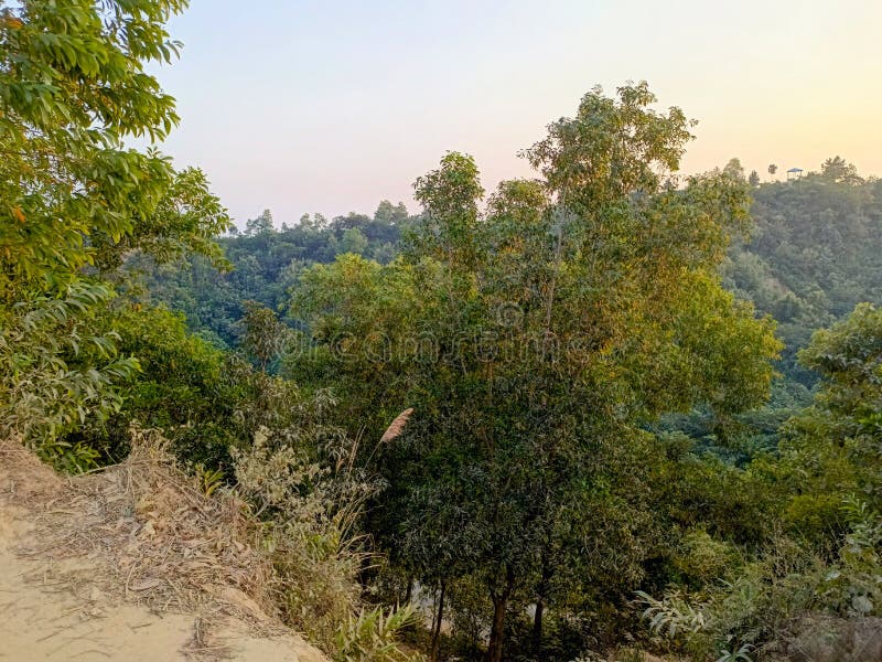 A Relaxing Hill Scene Unfolds with Thick Greenery and Distant Trees All ...