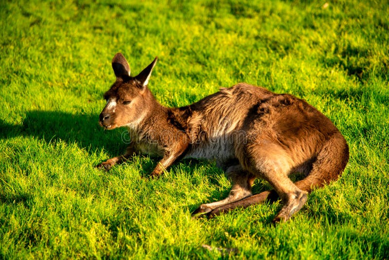Relaxing Kangaroo on a Green Meadow at Sunset, Australia Stock Image ...