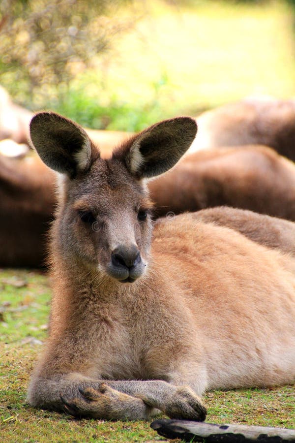 Relaxing Kangaroo stock image. Image of wildlife, outdoors - 64512661