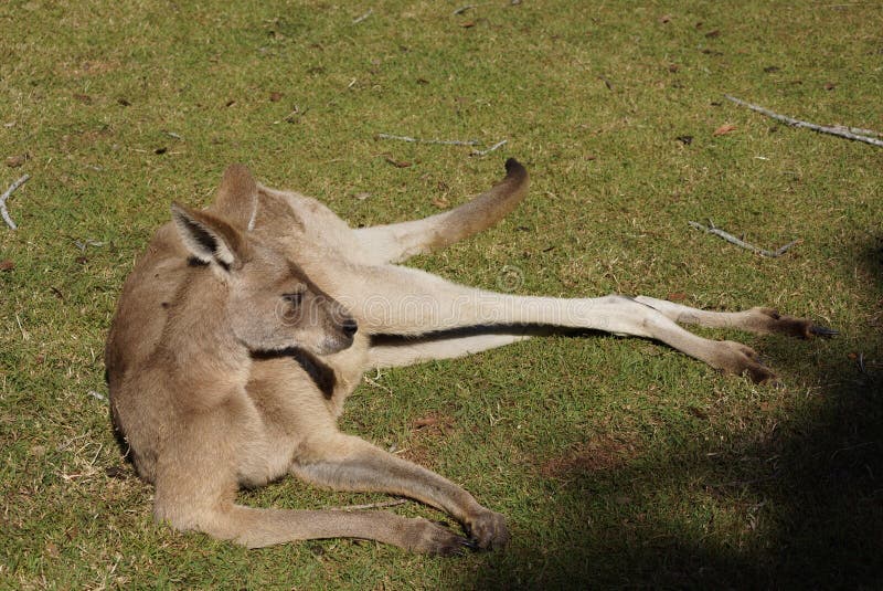 Relaxing kangaroo stock image. Image of australia, boxed - 57967121