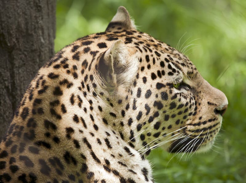 Relaxing Leopard stock photo. Image of peaceful, spot - 19548044