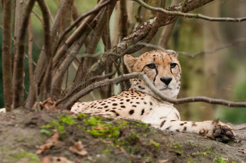 Relaxing Leopard Under a Tree Stock Image - Image of face, wild: 64327243