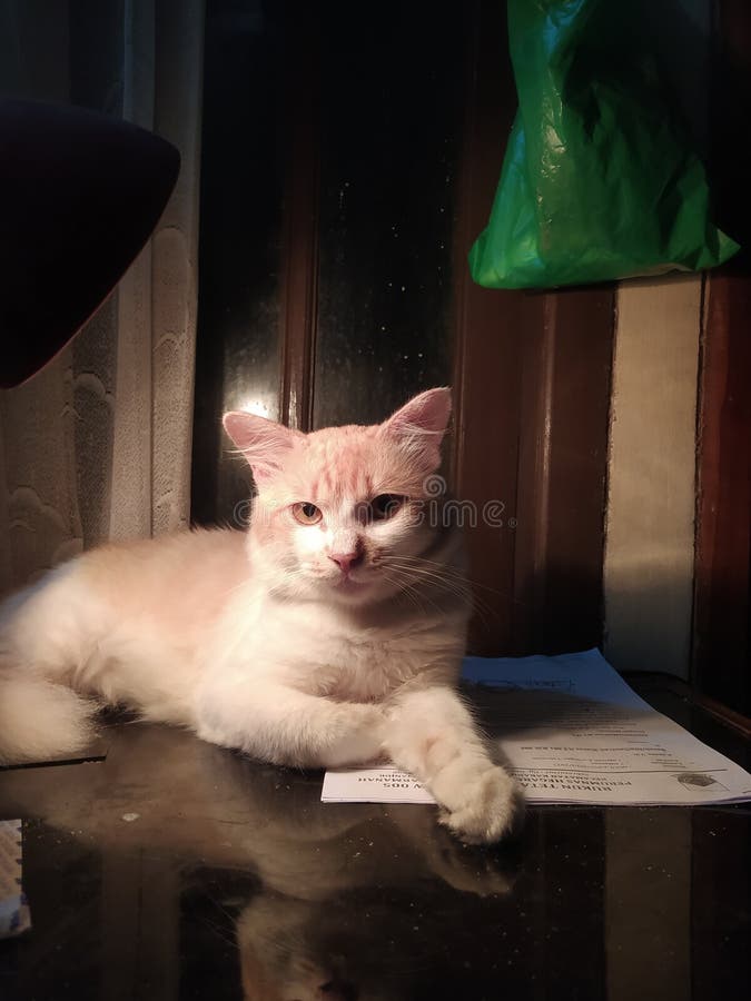 Relaxing by the Light of a Light Bulb Stock Photo - Image of light ...