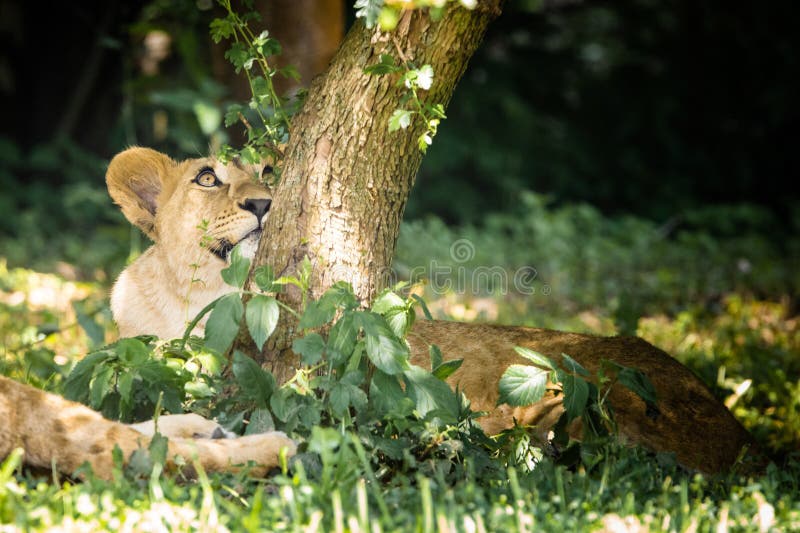 Relaxing lion stock photo. Image of female, beautiful - 270350130