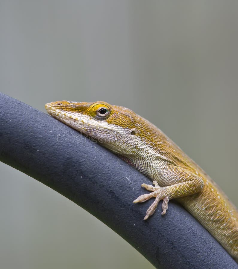 Relaxing lizard stock photo. Image of polychrotidae, reptile - 19006840