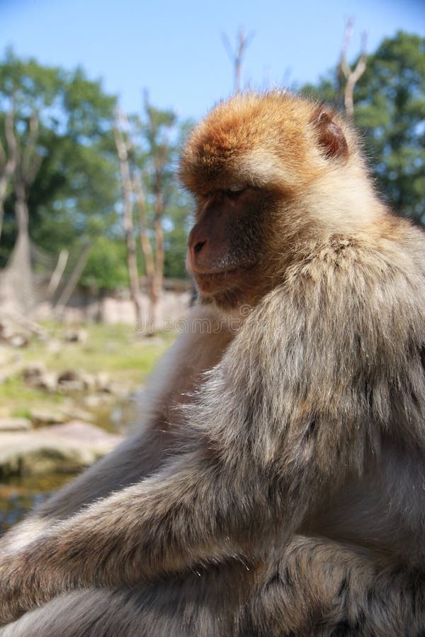 Relaxing Monkey on Fence Resting Stock Image - Image of alone, nature ...