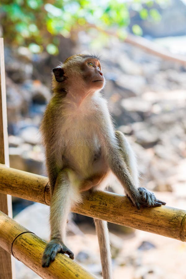 Relaxing Monkey on Fence Resting Stock Image - Image of alone, nature ...