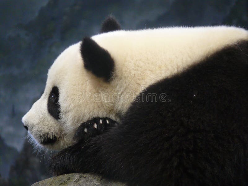 Relaxing Panda stock photo. Image of sleepy, black, claws - 12613502