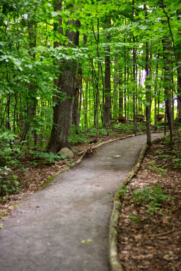 Relaxing Path in the Middle of the Wood with Tall Trees Covered of ...
