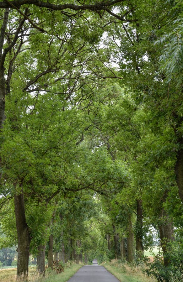 Relaxing Path with Trees stock photo. Image of plant - 226628336