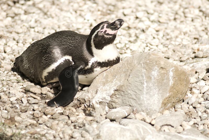 Relaxing penguin stock photo. Image of humboldt, grit - 35182910