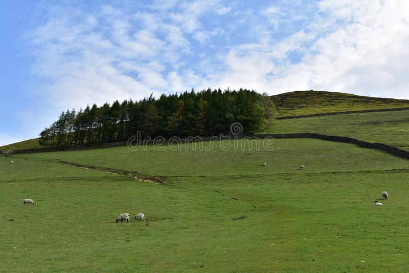 Sloping Hillside of Grass with Sheep and Plantation Stock Photo - Image ...