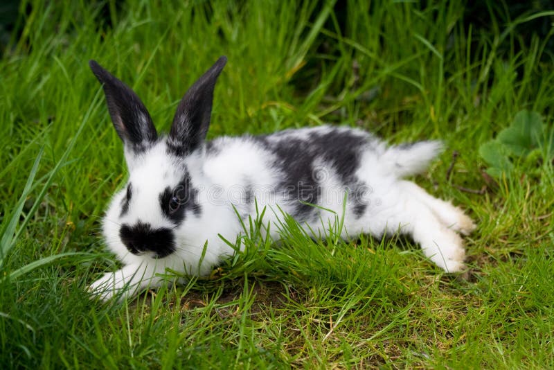 Relaxing Rabbit Stock Photography - Image: 7982662