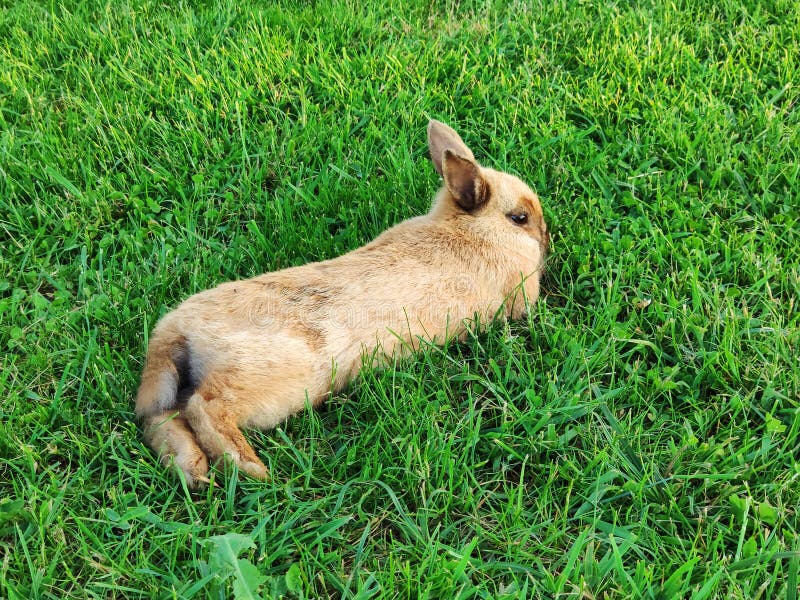 Rabbit Relaxing On A Green Grass. Town Budva, Montenegro Stock Photo ...