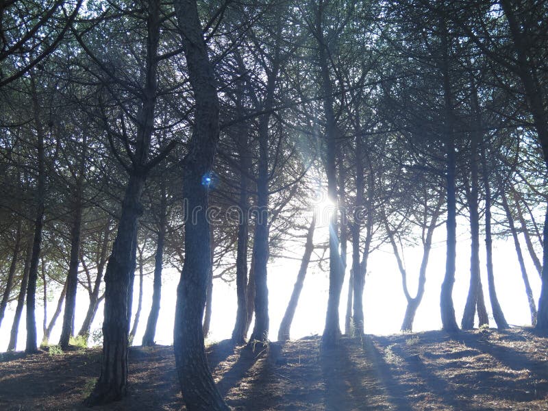 Sun between the trees stock image. Image of barcelona - 103411919