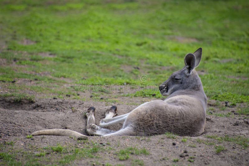 Relaxing Red Kangaroo Macropus Rufus - the Largest of All Kangaroos ...