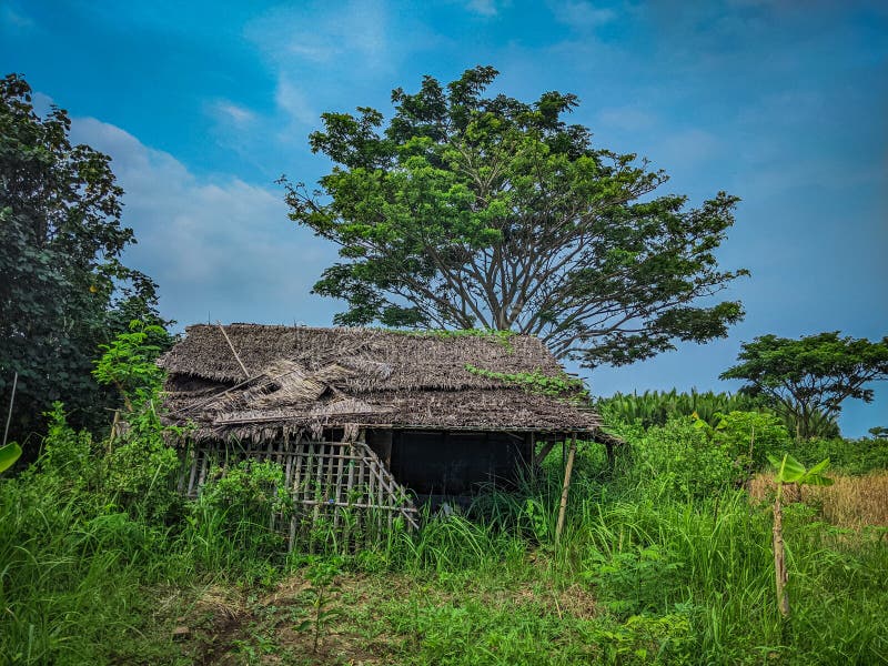 Relaxing rural atmosphere stock photo. Image of forest - 267158498
