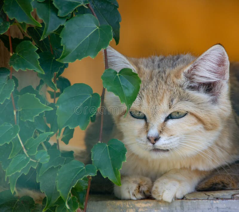 Relaxing sand cat stock image. Image of beautiful, tabby - 146814013