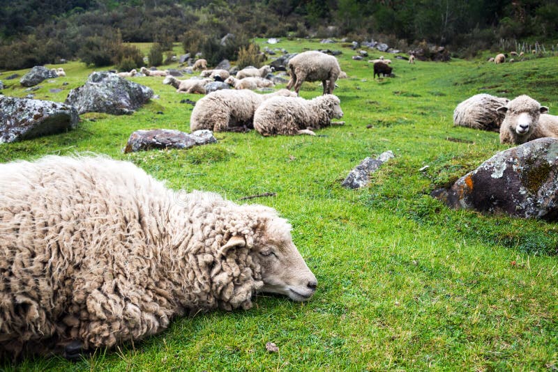 Relaxing Sheep stock photo. Image of countryside, huaraz - 54053354