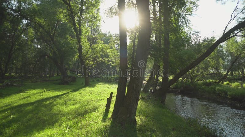A Relaxing Shot of a Stream Running Along the Forest Landscape with Sun ...
