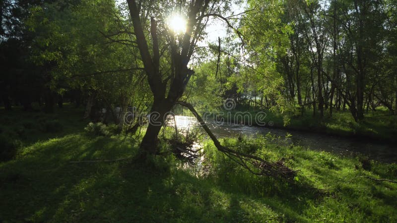 A Relaxing Shot of a Stream Running Along the Forest Landscape with Sun ...