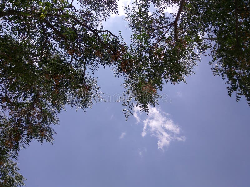 Relaxing sky and trees stock image. Image of contrast - 93098881