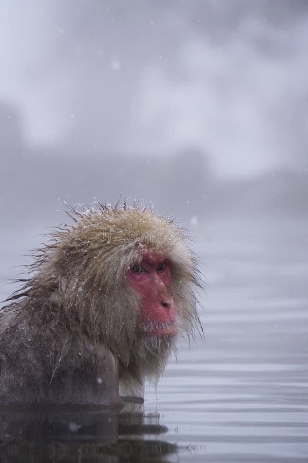 Relaxing Snow Monkeys stock image. Image of outdoors - 162748363
