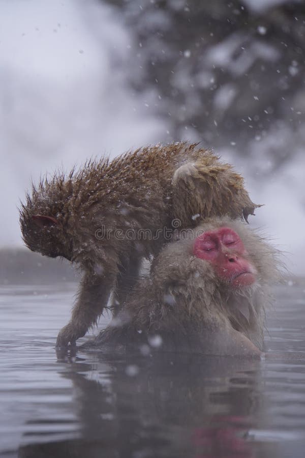 Relaxing Snow Monkeys stock photo. Image of monkey, face - 162750248