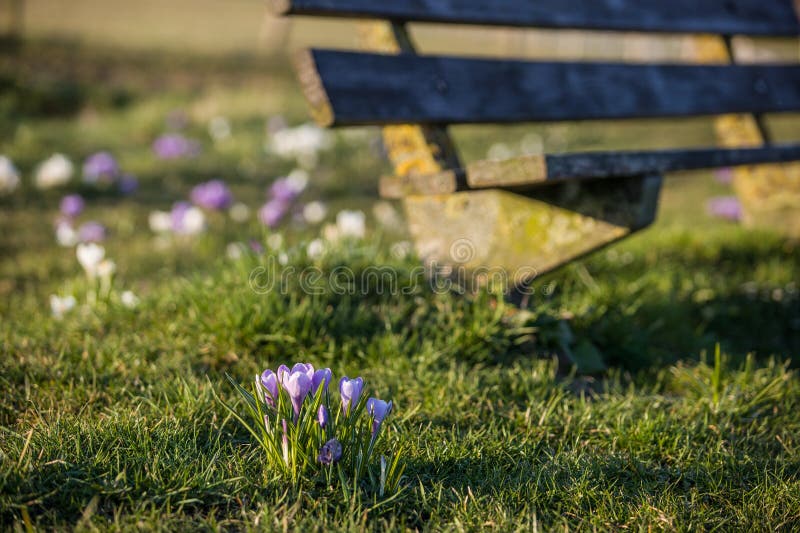 Relaxing Spring scenery stock image. Image of spring - 53988401