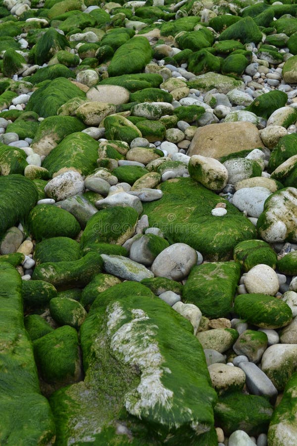 Seabed with Green Alga and Stones Stock Photo - Image of plant, flora ...