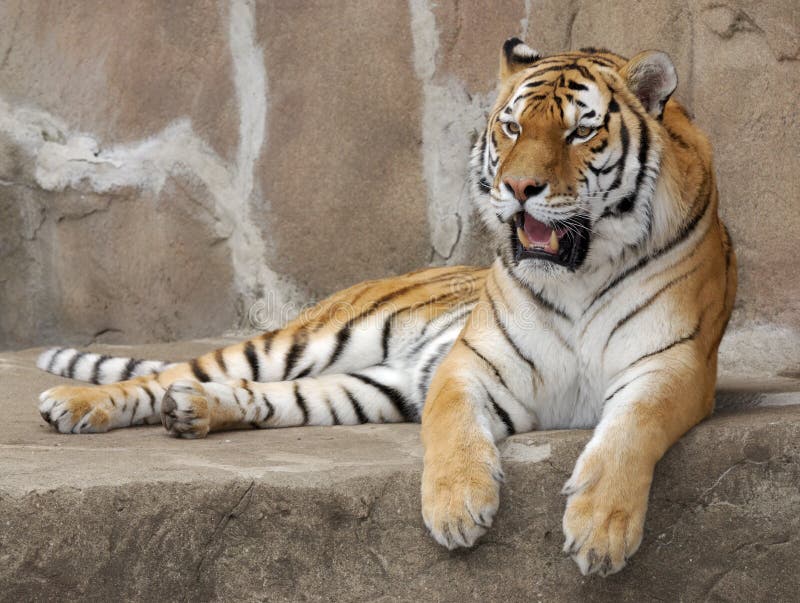 Relaxing tiger stock image. Image of predator, jungle - 218856357