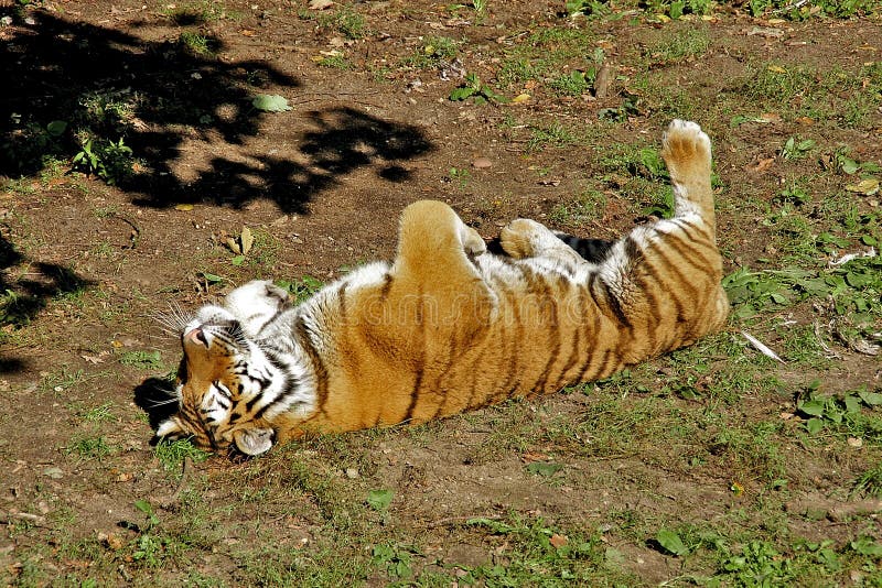 Relaxing tiger stock image. Image of grass, siberia, sleeping - 33007823