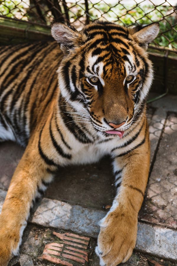 Relaxing tiger stock image. Image of predator, jungle - 218856357