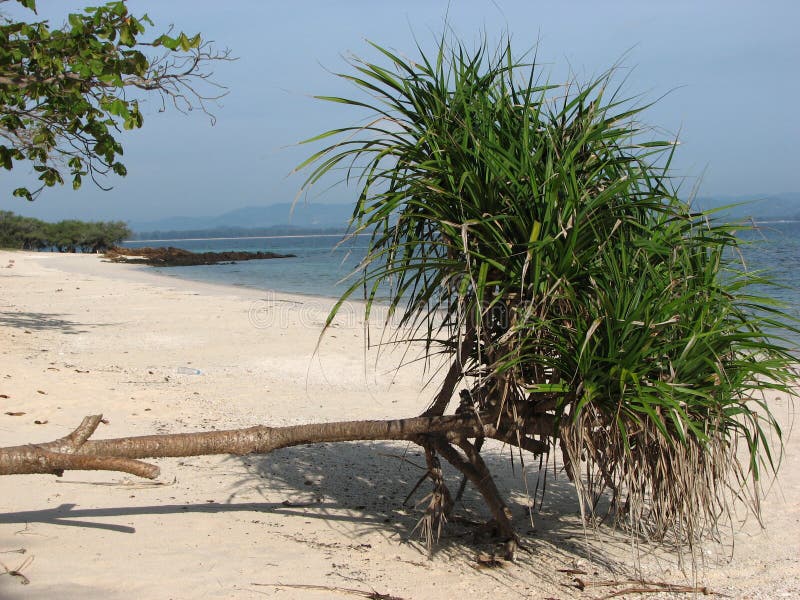 Relaxing tree. stock photo. Image of drowsiness, joyful - 88415120