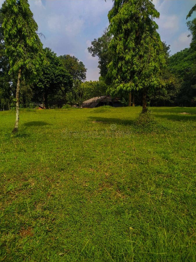 Relaxing Trees in Greenfield Stock Image - Image of blue, tree: 248353157