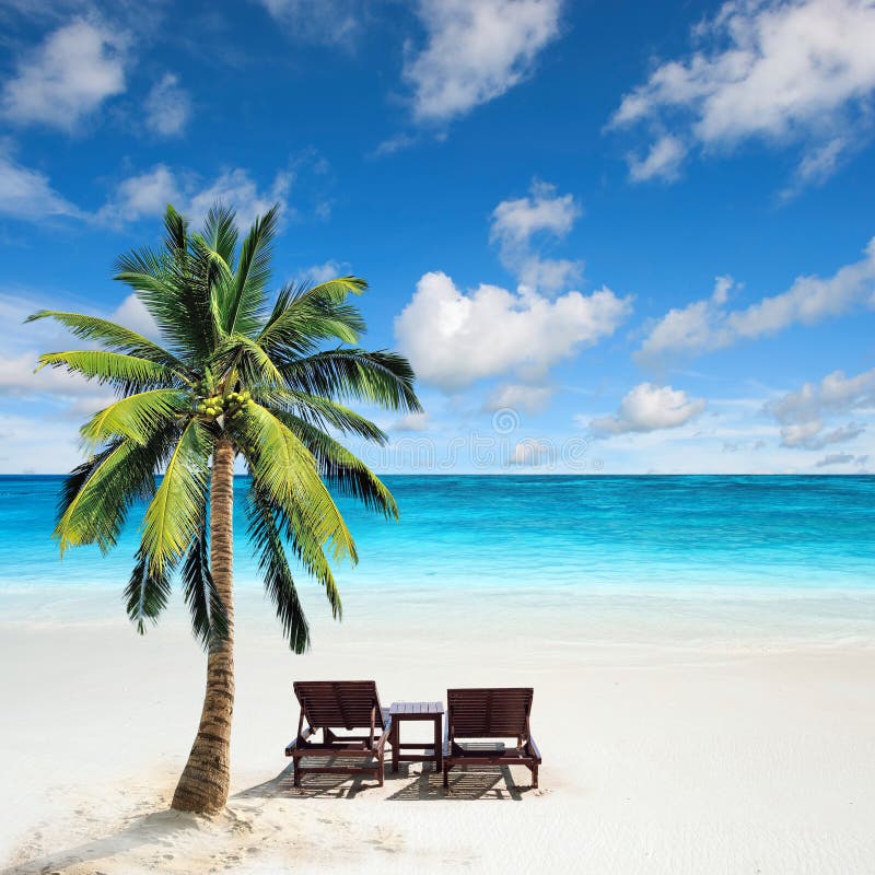 Relaxing under a palm tree stock photo. Image of blue - 39219122