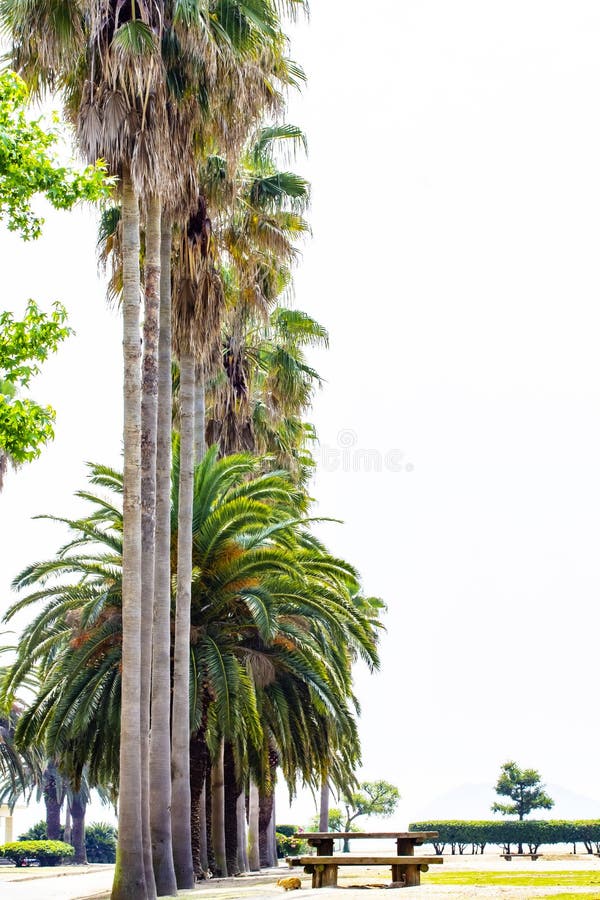 Relaxing Under a Palm Tree and Take a Walk.Tall Palm Trees with Bench ...